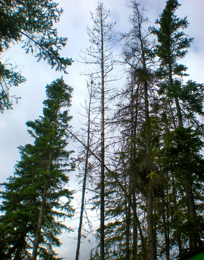 Removing danger trees killed by pine beetles - Speaking of Safety